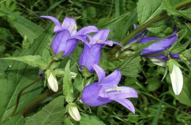 Цветы колокольчики (садовые): 20+ фото, посадка и уход в открытом грунте